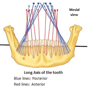 Buccal/Lingual View - International Dentist Central